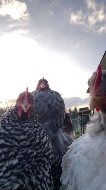 dancing hen - video Dailymotion