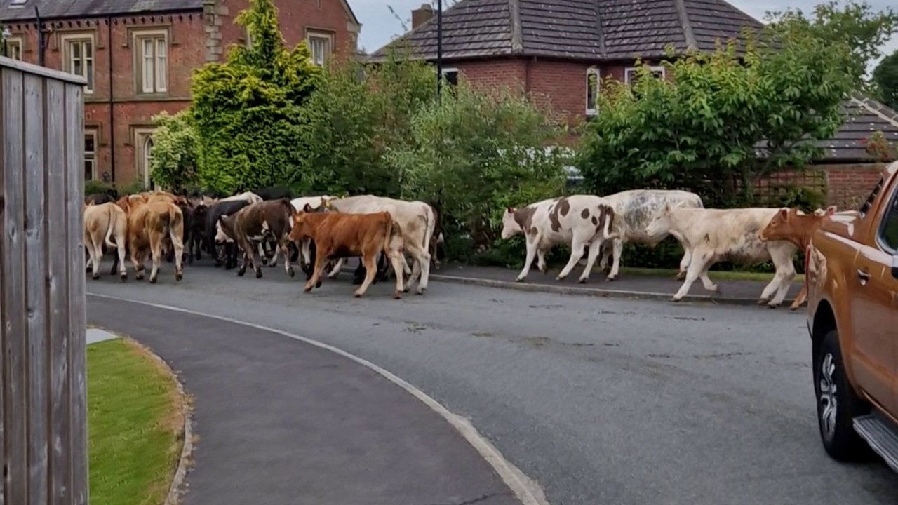 Hilarious moment herd of 45 escaped cows run down a street - video ...