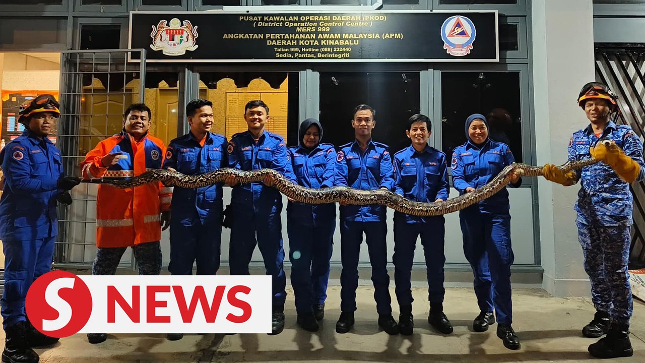 Four-metre-long python captured in Kota Kinabalu home - video Dailymotion