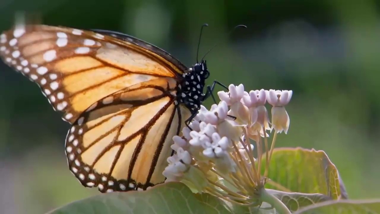 Animal Documentary - 100 Million Butterflies - video Dailymotion