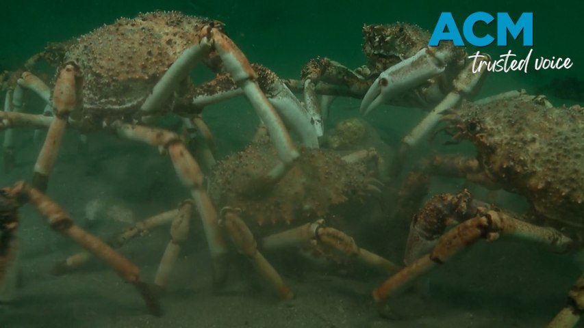 Giant spider crab 'invasion' takes over SA waters | The Canberra Times ...