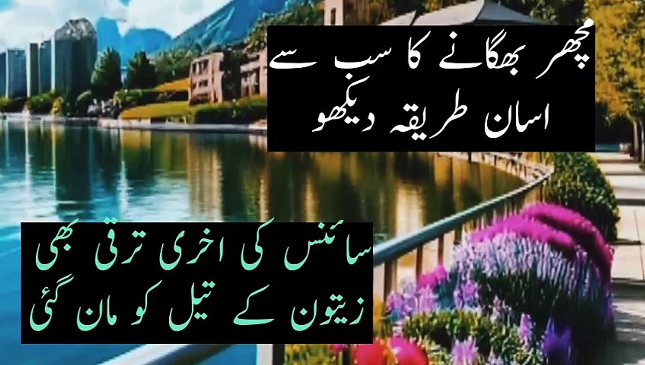 zaitoon ke tel ke fayde#mac - video Dailymotion