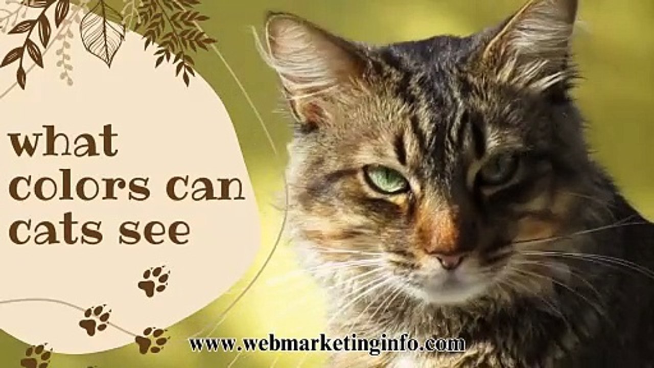 What Colors Can Cats See - video Dailymotion