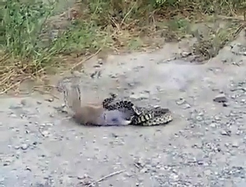 snake attack - video Dailymotion