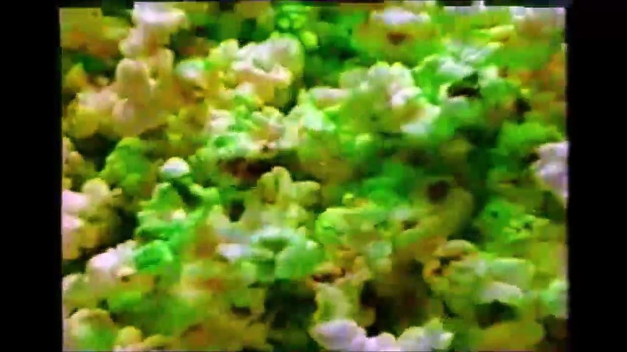 Nickelodeon Commercial Breaks (July 3rd, 1992) - video Dailymotion