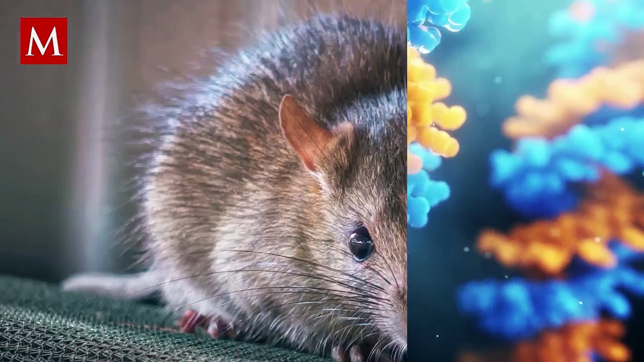 Peste bubónica: signos y síntomas que debes conocer - Vídeo Dailymotion