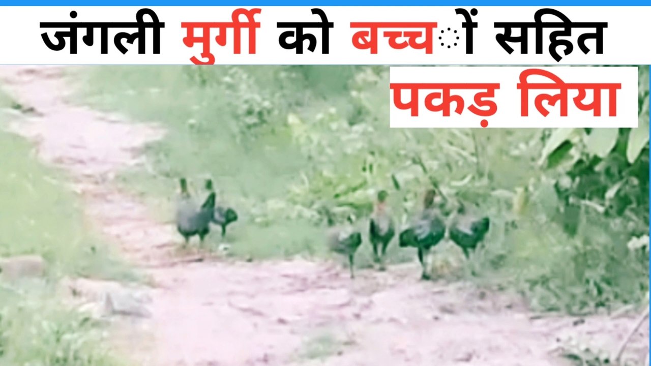 Jungli murgi ko pakad liya | jungli murga | #towardthenature - video ...