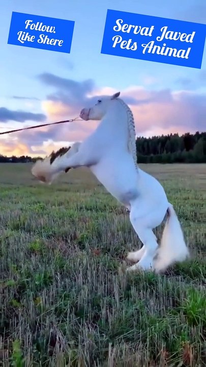 Most Beautifull Horses - video Dailymotion