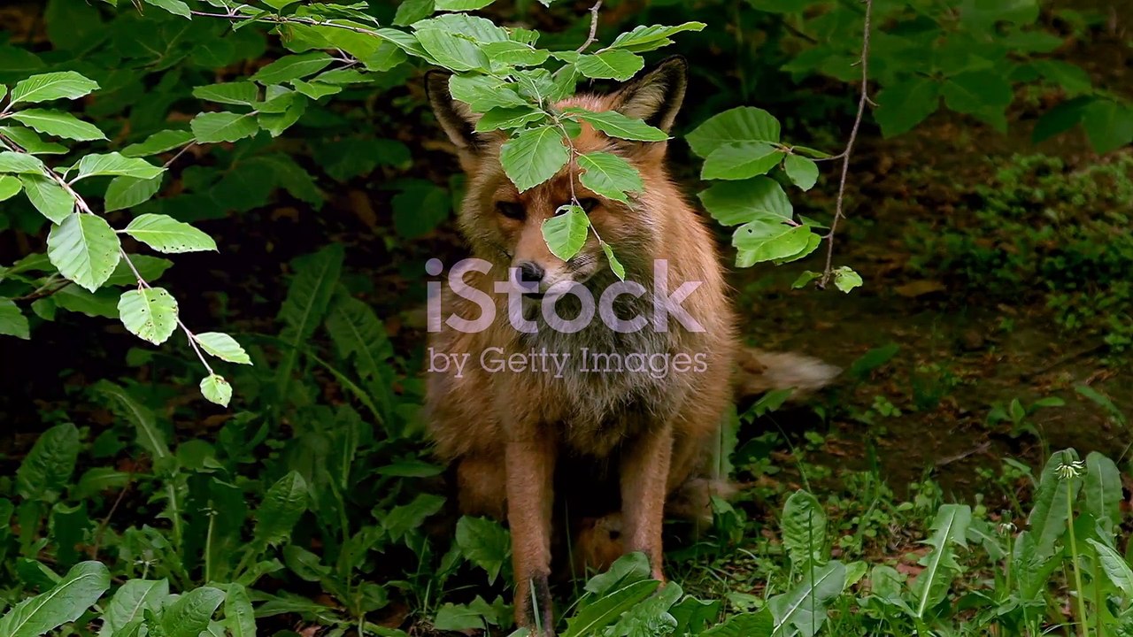 The Wise Fox and the Gullible Donkey - video Dailymotion