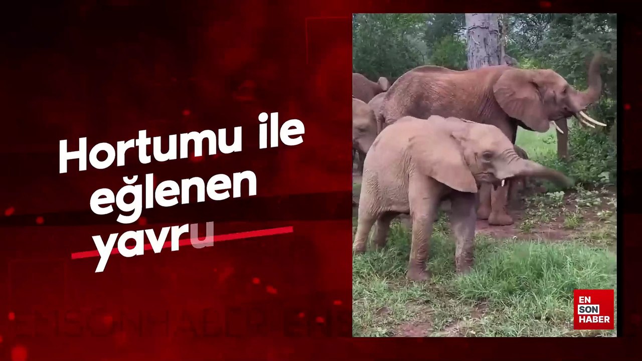 Hortumu ile eğlenen yavru fil - Dailymotion Video