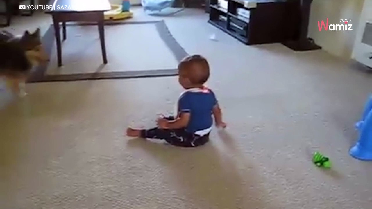 Een baby wordt alleen gelaten met een Shetland Sheepdog: wat er dan ...