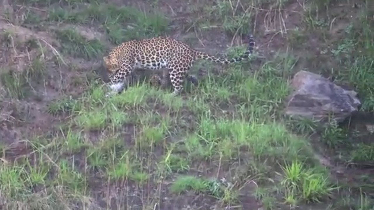 Leopard_family___guldar_valley_almora___Uttarakhand_wildlife___4K-video ...