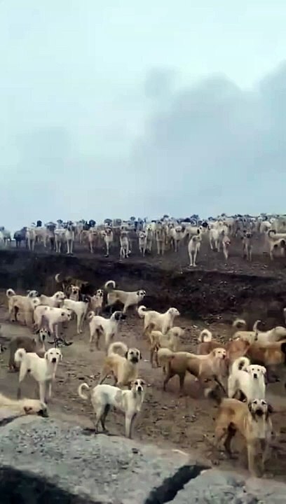 aloo_funnyvideo _aloo_aloo_funny _full_dog _foryou_foryou_foryoupage ...