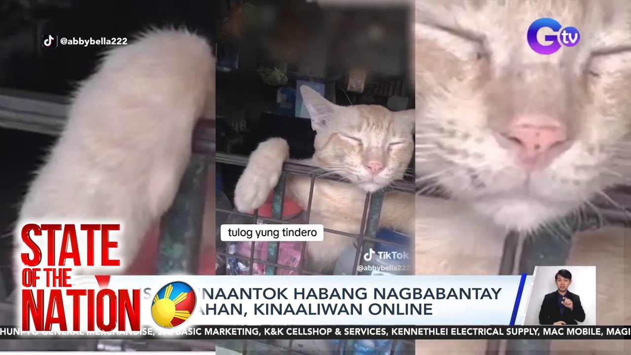 Pusang inaantok habang nagbabantay ng tindahan, kinaaliwan online ...