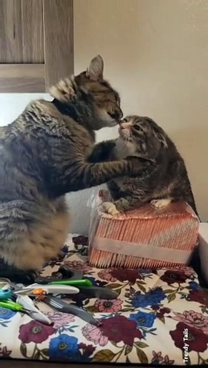 Funny Cat Conflict Resolution - video Dailymotion