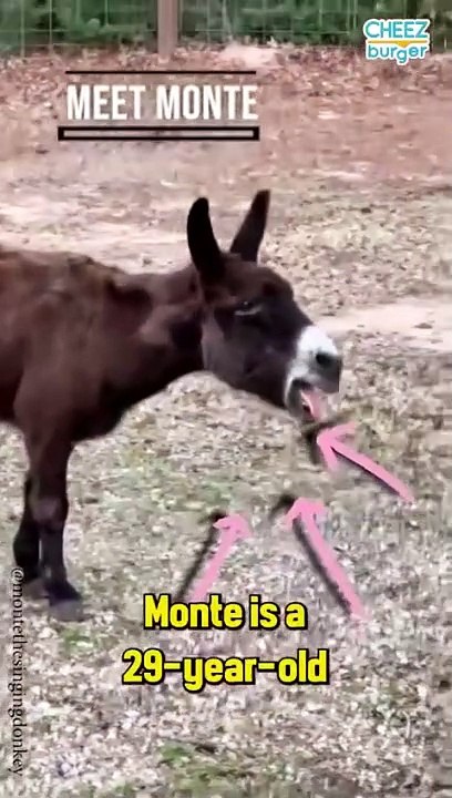 The Singing Donkey - video Dailymotion