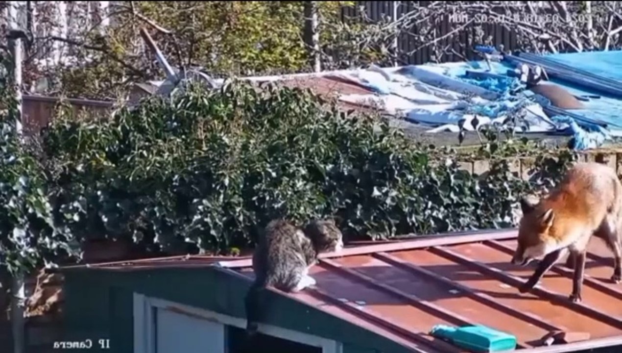 Cat vs Wolf - video Dailymotion