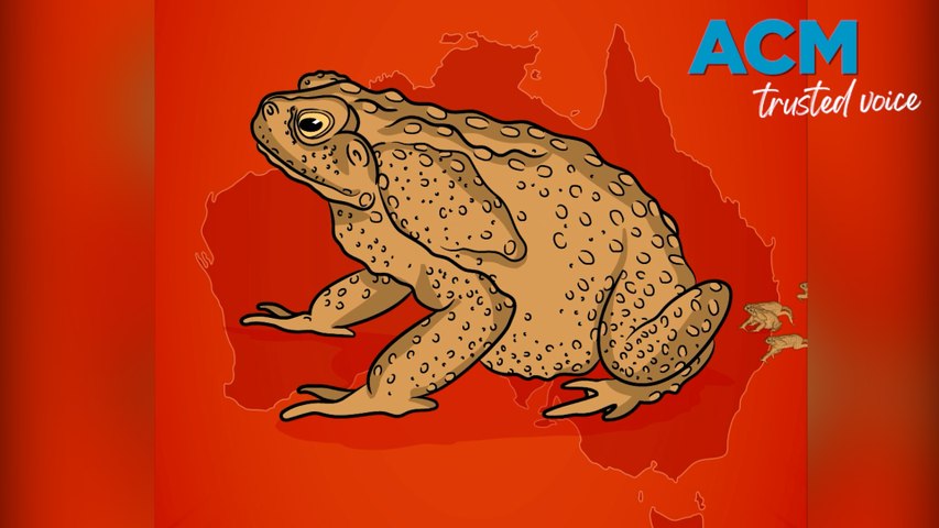 Cane toad-break zone to stop notorious pest march in WA | The Canberra ...