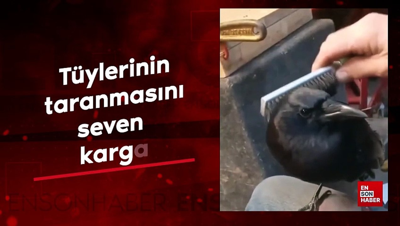 Tüylerinin taranmasını seven karga - Dailymotion Video