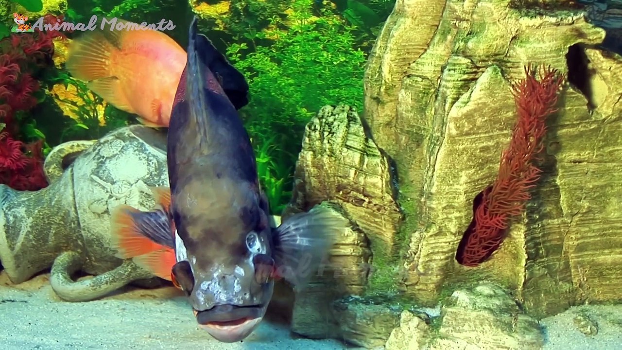 Unique Animal Colors - Tiger, Zebra, Giraffe, Chicken, Cow - Animal ...