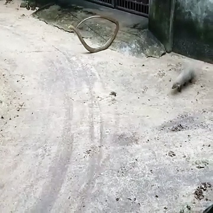 mongoose vs Big snake fight - video Dailymotion