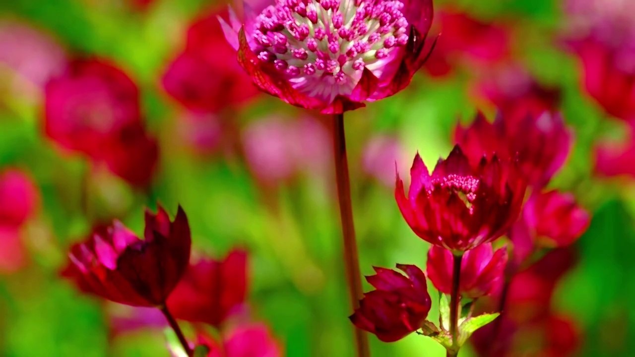 Exploring Nature | Part: 11 | Flower Power: A Spectacular View of the ...