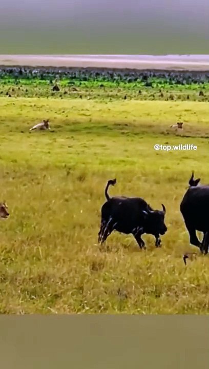 Bulls attacks on lion - video Dailymotion