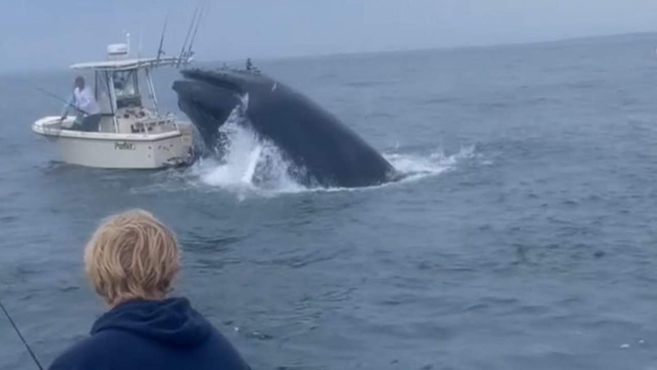 Watch: Breaching whale capsizes boat after landing on top of it in ...