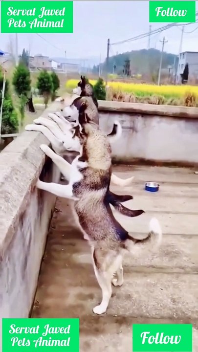 Beautiful Dogs Ke Family Ke New Video - video Dailymotion