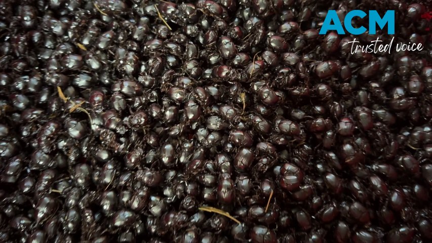 Beetle Mania: Canberra’s dung beetle farming revolution | The Standard ...