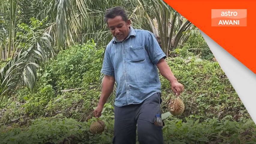 Pekebun buah di Gua Musang letih berperang dengan haiwan perosak ...