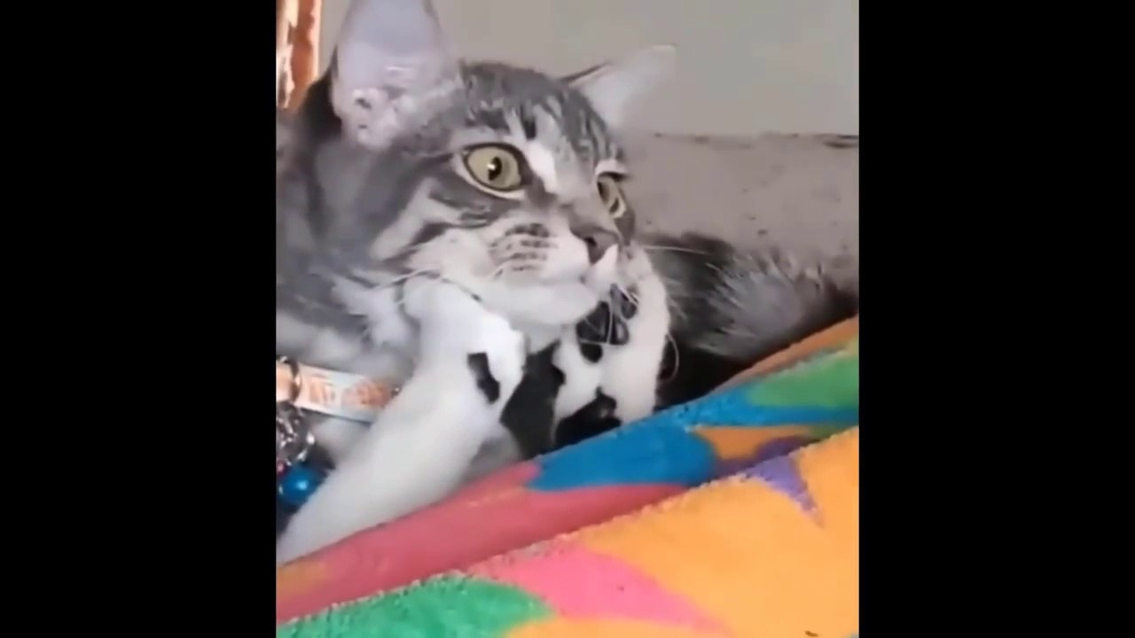 Funny CATS will Cheer you up Funny Cat Videos 720p - video Dailymotion