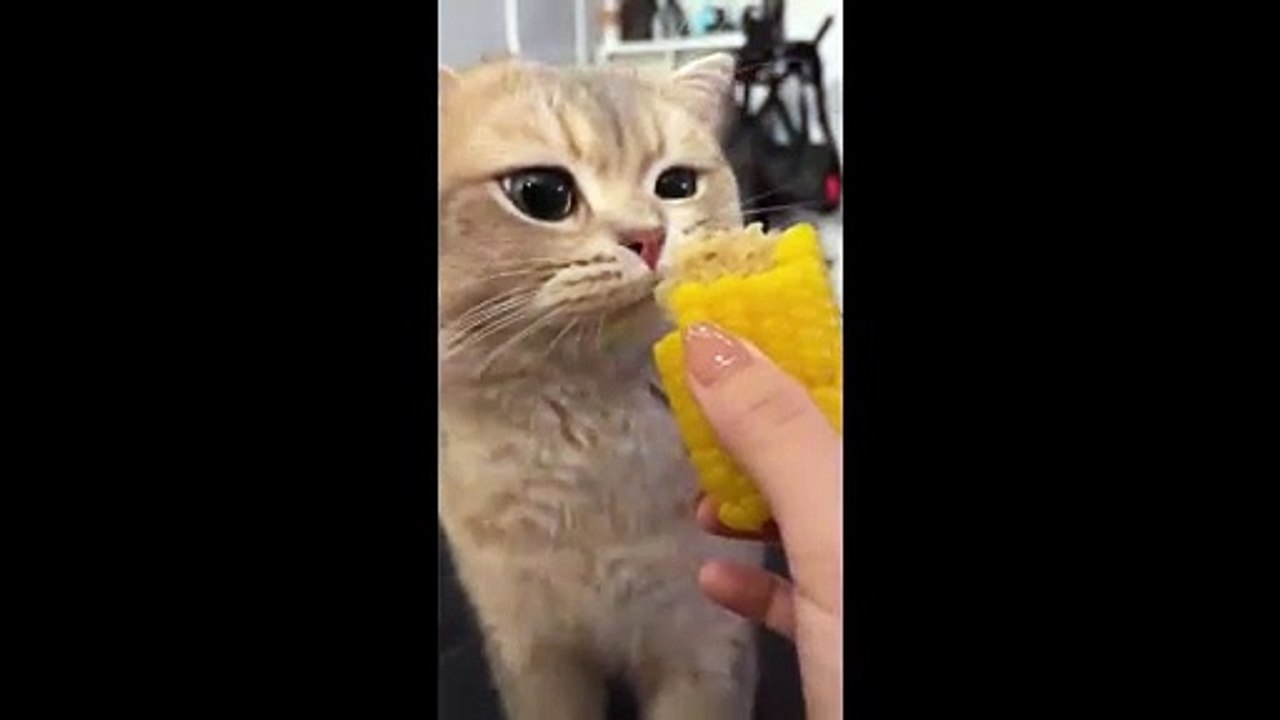 Cute Cat Cash's meow talk COMPILATION 01 - meow__cash - video Dailymotion
