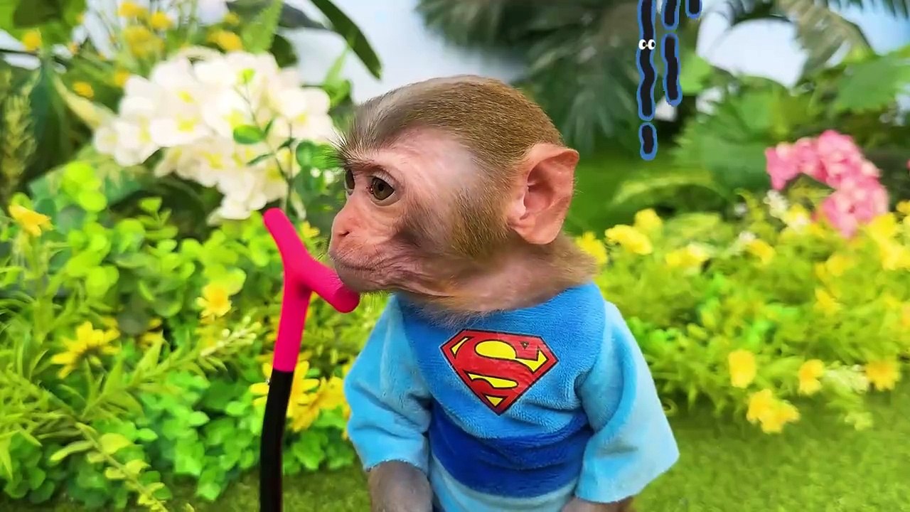 Monkey Baby Bon Bon eat rainbow lollipop in the garden and harvest ...