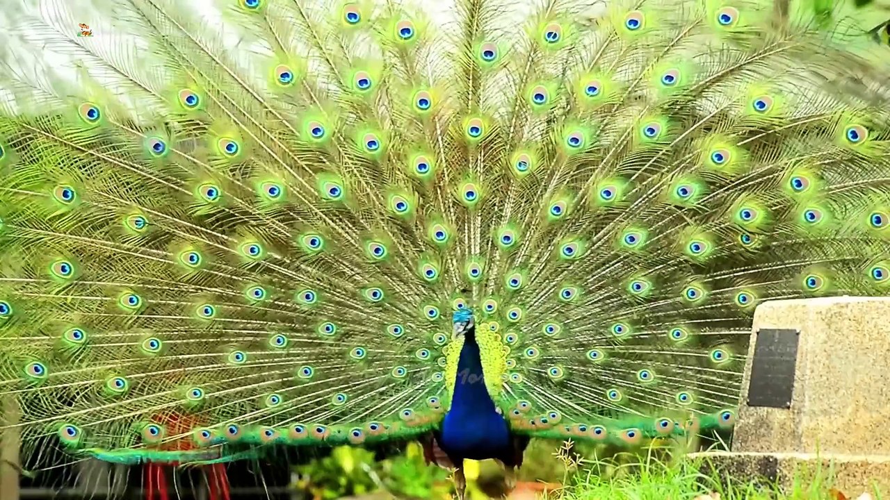 Best Animal Moments Collection Elephant, Dog, Parrot, Cat, Cow, Panda ...