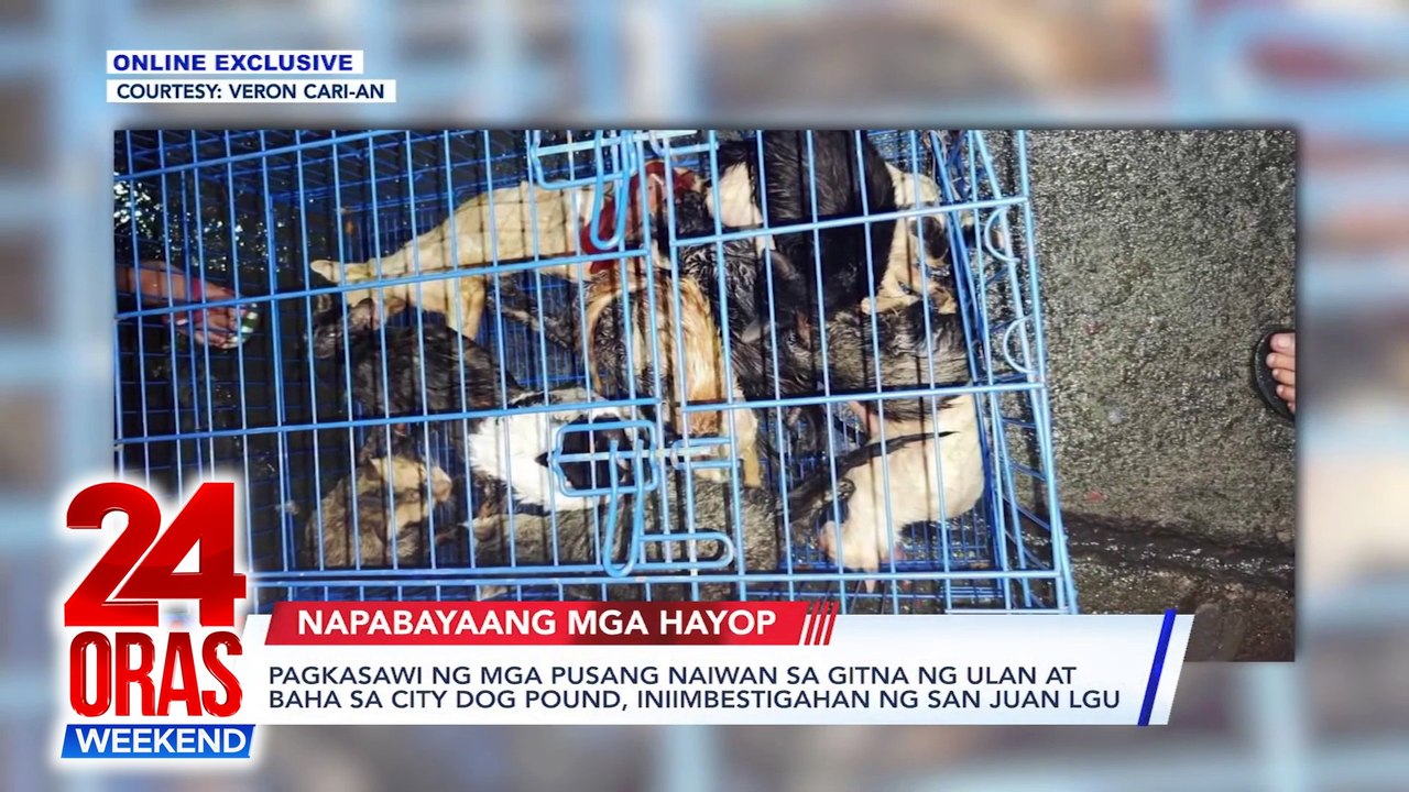 ONLINE EXCLUSIVE: Pagkasawi ng mga pusang naiwan sa gitna ng ulan at baha sa city dog pound ...