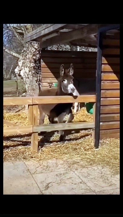 Top funny animal reaction - video Dailymotion