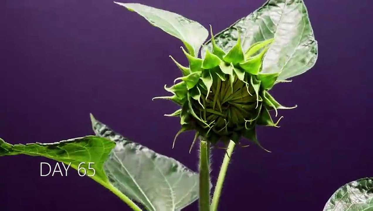 Growing Sunflower Time Lapse - Seed To Seeds In 125 Days - video ...