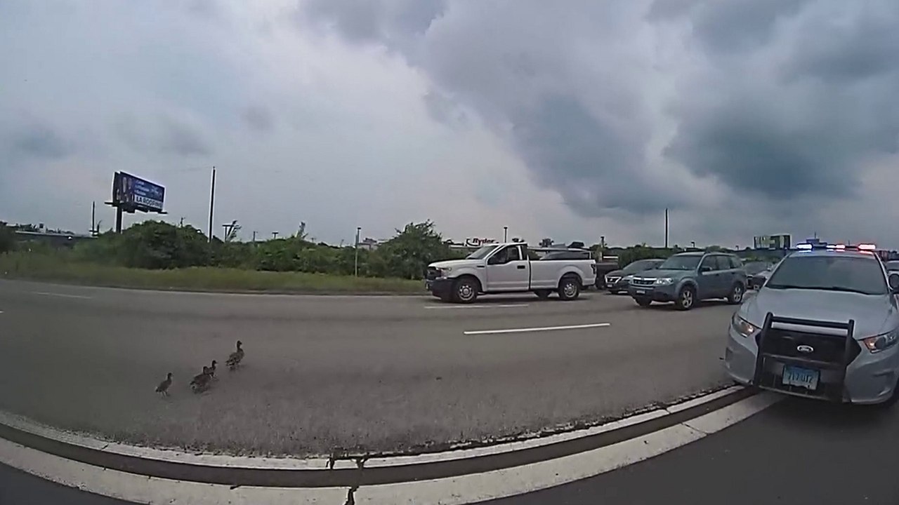 Police officer holds traffic to help family of ducks cross busy highway ...