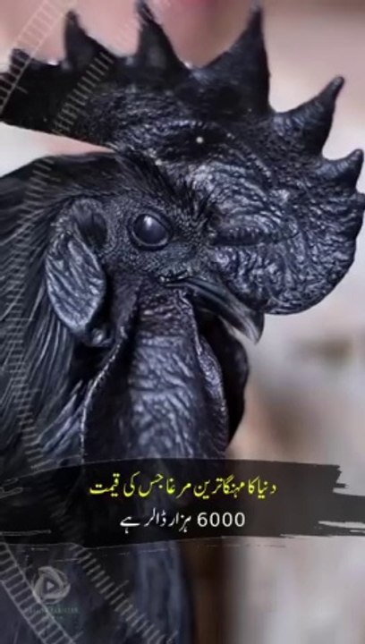 Black Cock Beautiful Black Cock Black Bird World Amazing Cock 1663