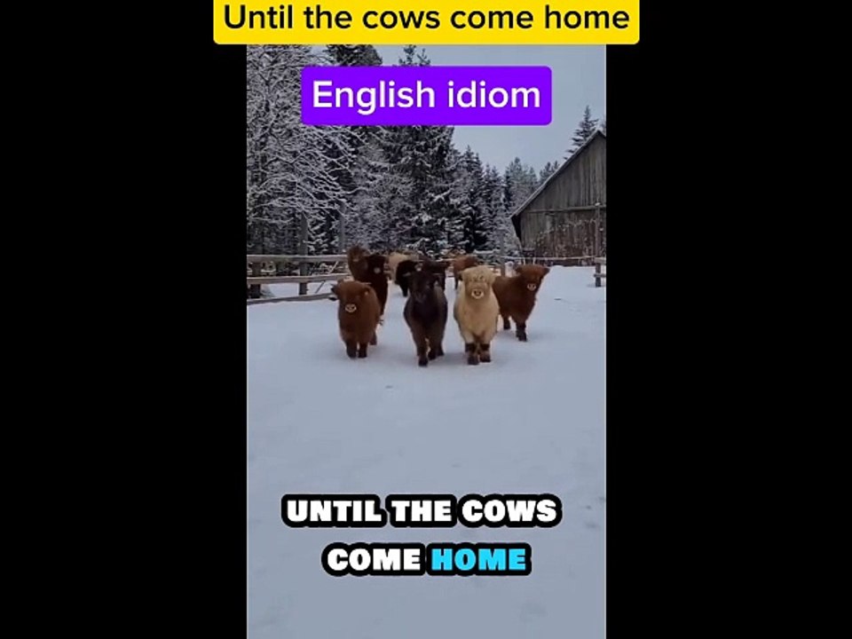Until the cows come home (idiom) - video Dailymotion