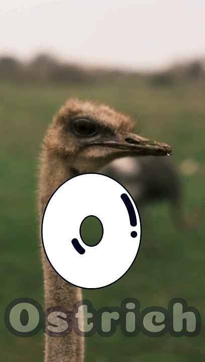 O is for Ostrich Fun Kids Learning with Catchy Song Educational Short ...