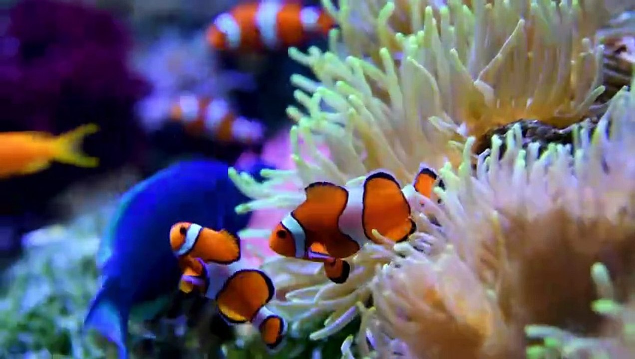 Amazing Sea Animals: Dive into the Wonders of the Ocean with Smile ...