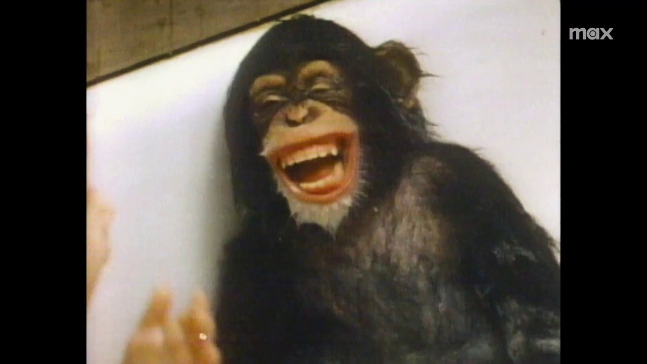 Chimp Crazy - S01 Trailer (English) HD - video Dailymotion