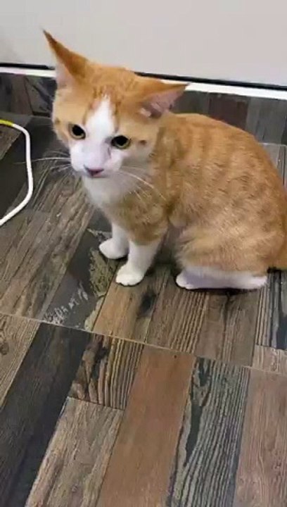 Zara_doing_her_CEO_duties_#cat_#catshorts(360p) - video Dailymotion