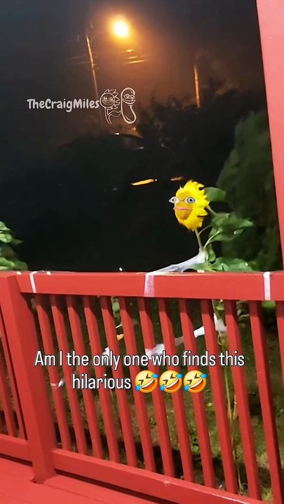 Singing sun flower in hurricane - video Dailymotion