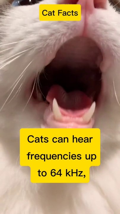 Amazing Facts of CAT - video Dailymotion