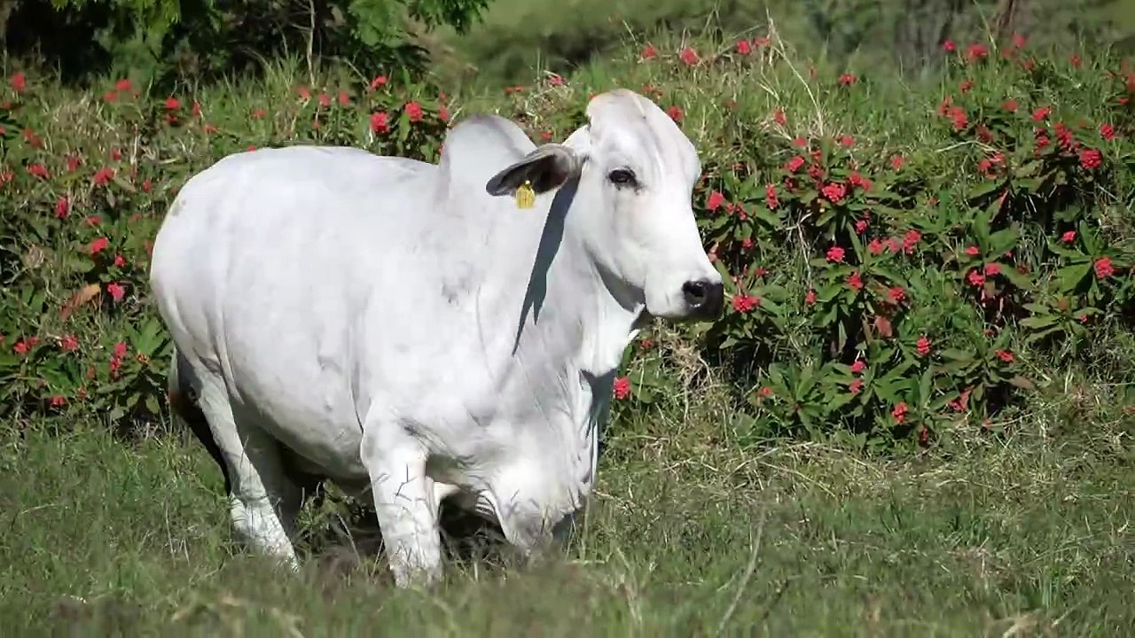 Miss W2R 975 > WRRB-975 - Vídeo Dailymotion