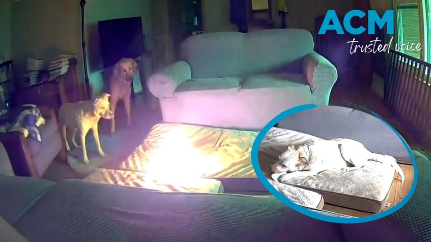 Dog accidentally causes a house fire after chewing on a lithium-ion ...