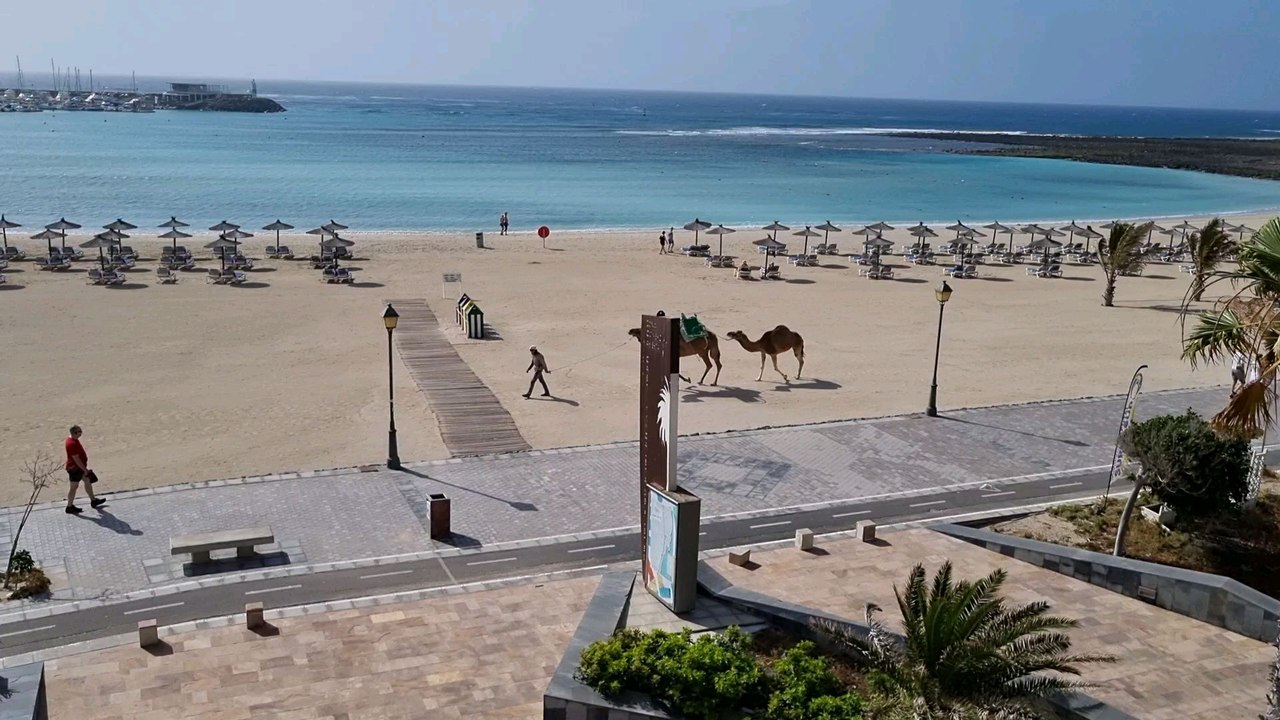 Random Camel in Fuerteventura - video Dailymotion